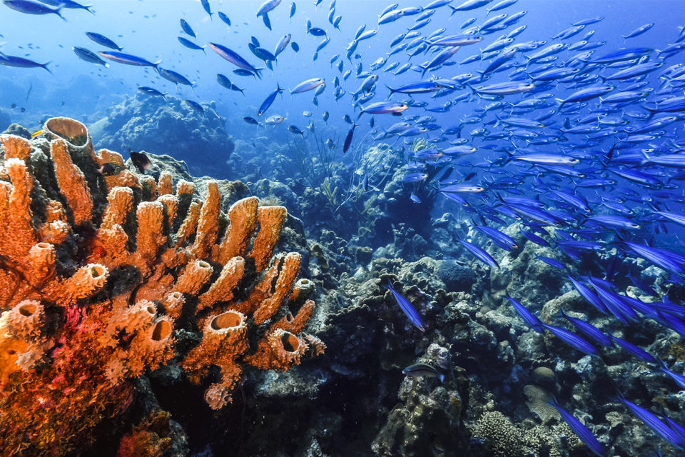 Extreme warming linked to the diversity of life in the world’s oceans ...