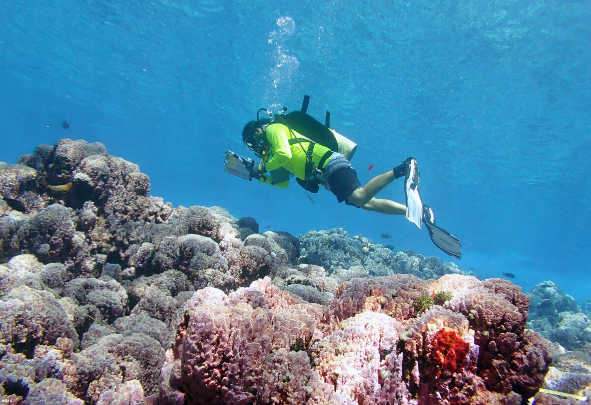 NOAA unveils tool for exploring coral reef data | Meteorological ...