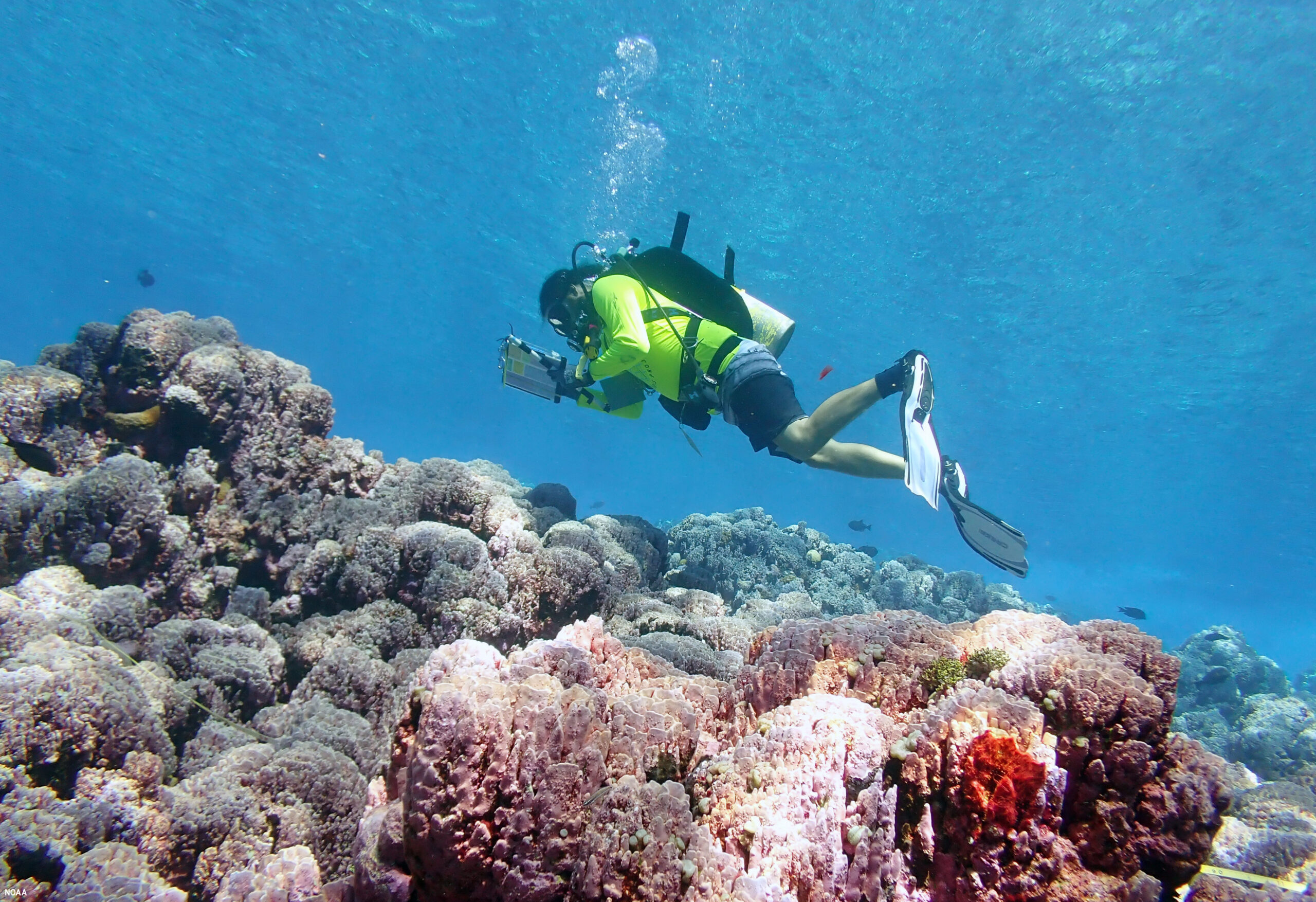 NOAA unveils tool for exploring coral reef data | Meteorological ...